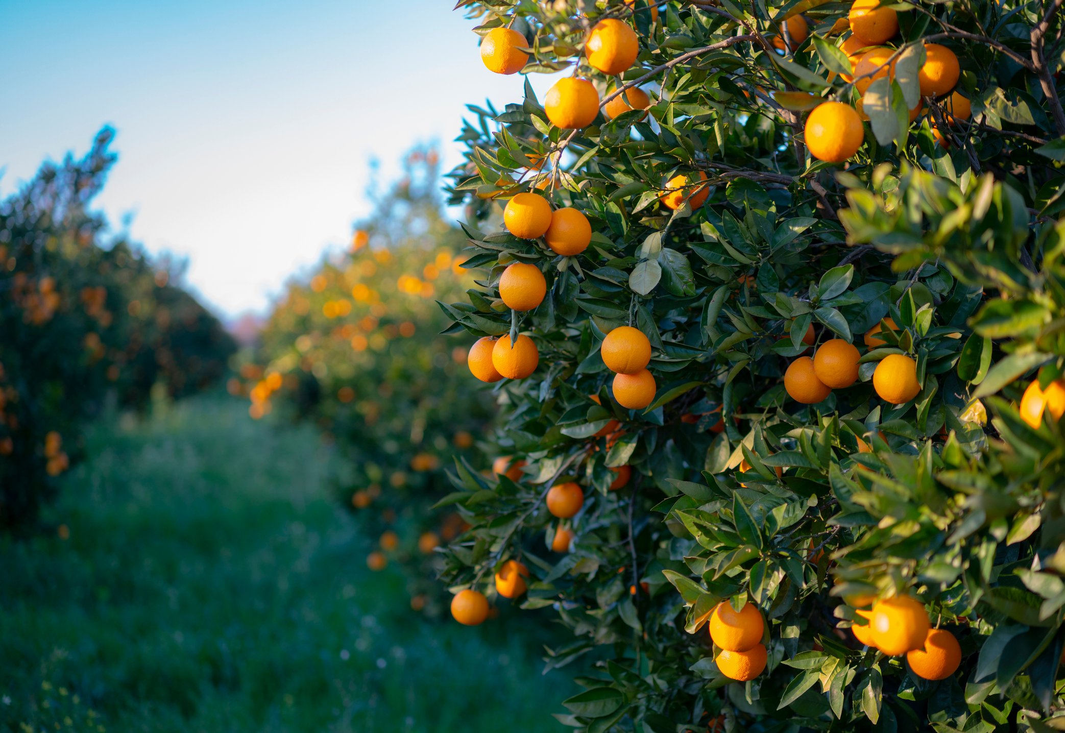The Sweet, Tart History of Citrus