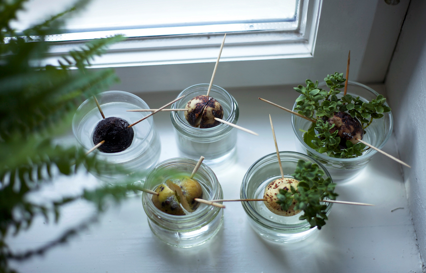 9 Foods You Can Grow in Your Windowsill