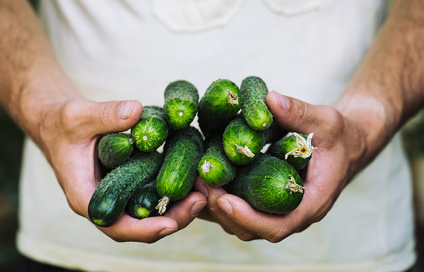 5 Curious Facts About Cucumbers 5 Curious Facts About Cucumbers